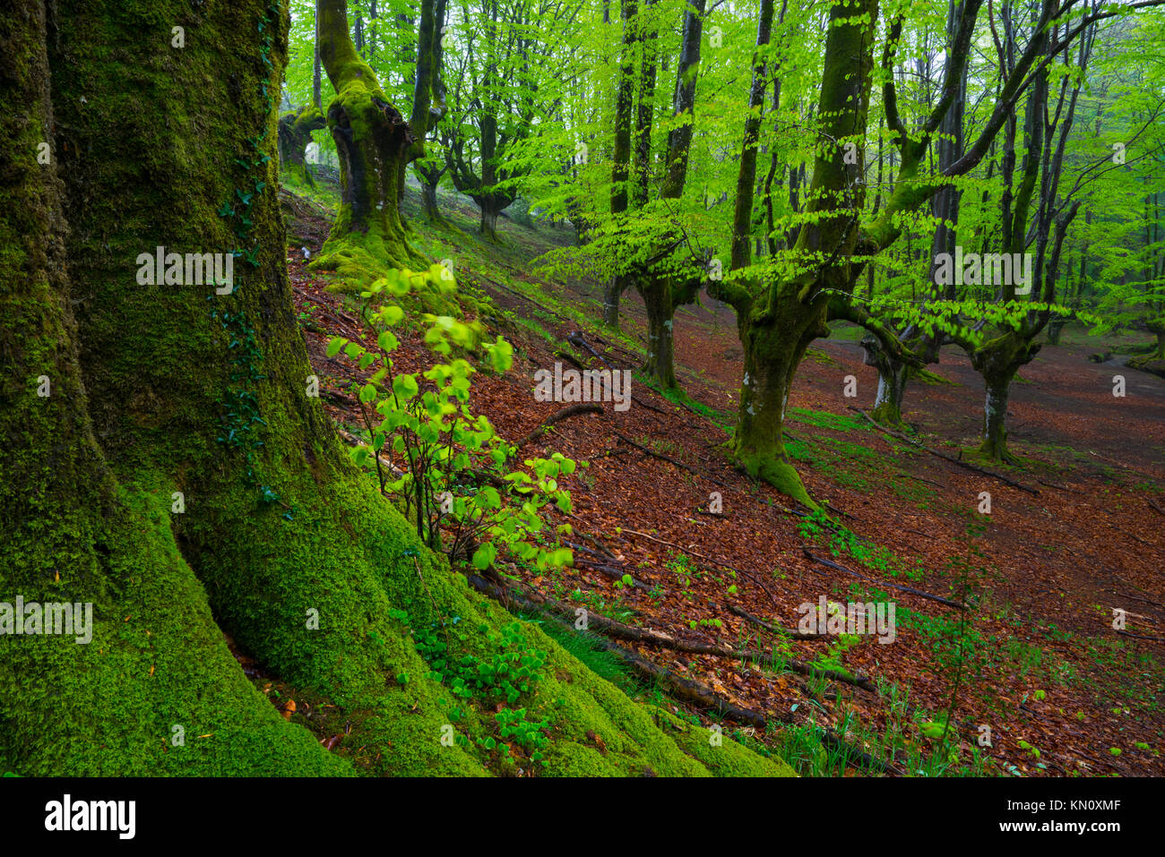 Beech forest, Otzarreta beech forest, Gorbeia Natural Park, Bizkaia ...
