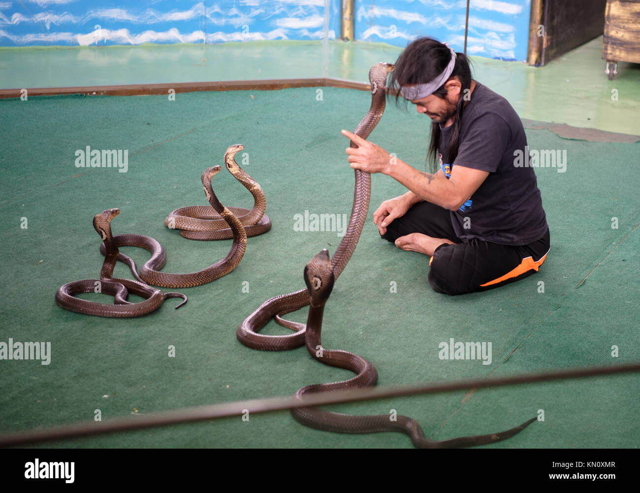 Snake show hi-res stock photography and images - Alamy
