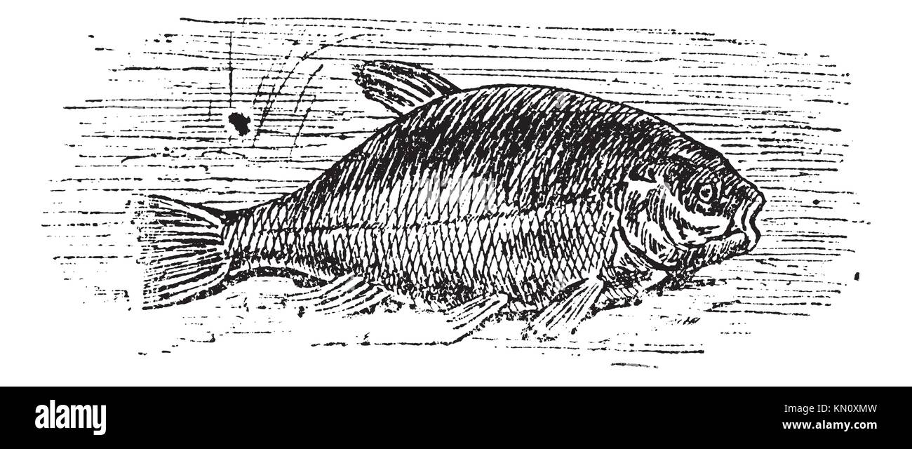 Tench tinca tinca drawing hi-res stock photography and images - Alamy