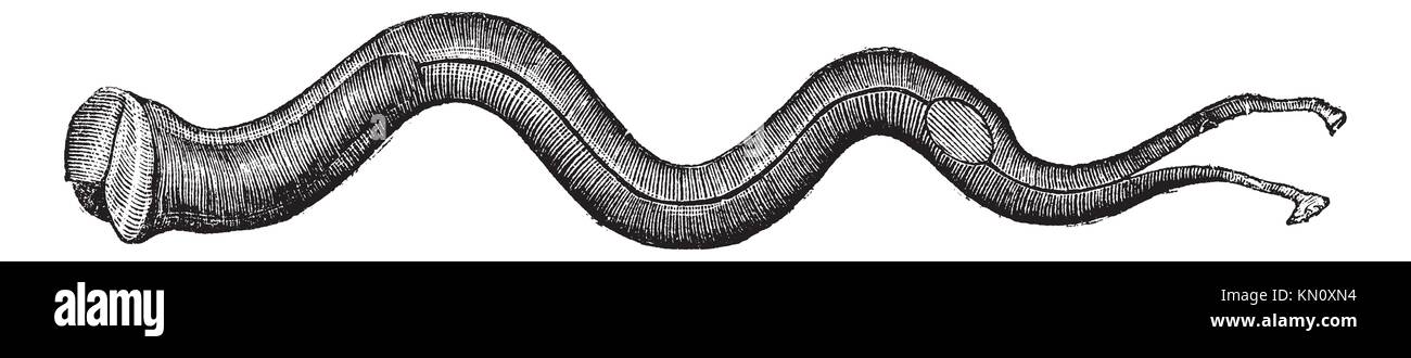 Naval Teredo Teredo Navalis or Shipworm, vintage engraved illustration ...