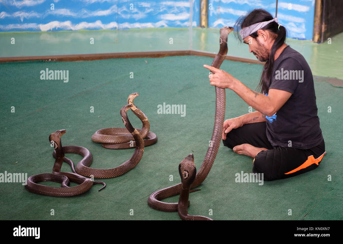 Dangerous snakes of thailand hi-res stock photography and images - Alamy