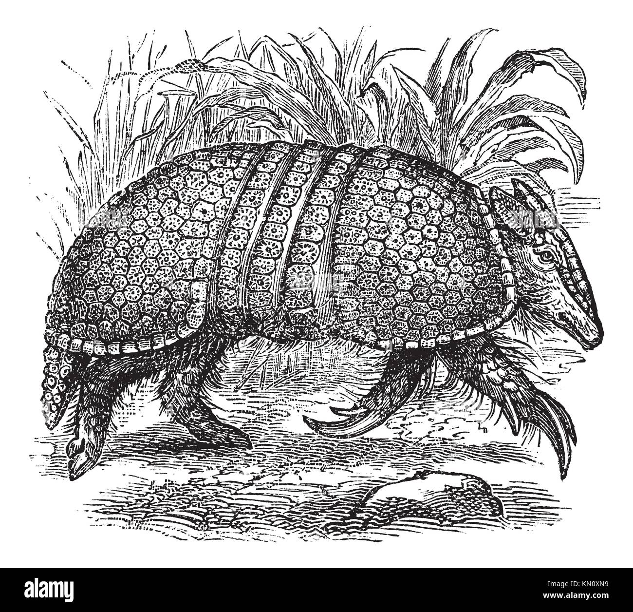Giant Armadillo High Resolution Stock Photography and Images - Alamy