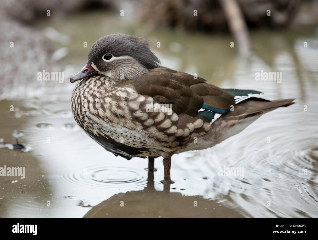 A female Mandarin Duck Stock Photo - Alamy