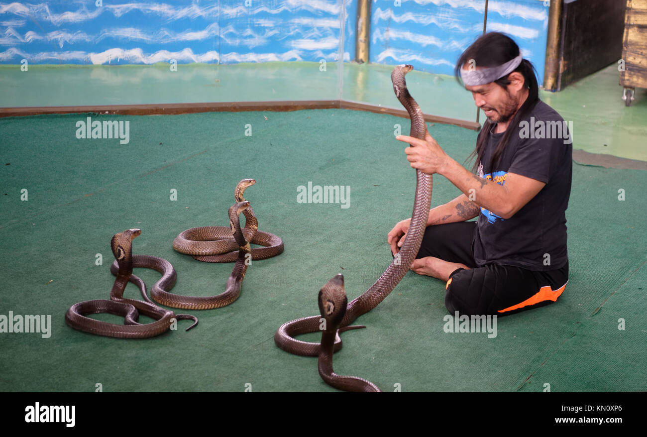 Snakes show thai hi-res stock photography and images - Alamy