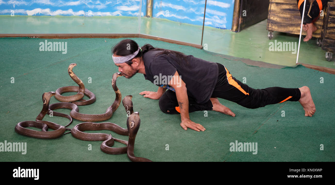 Snake show phuket hi-res stock photography and images - Alamy