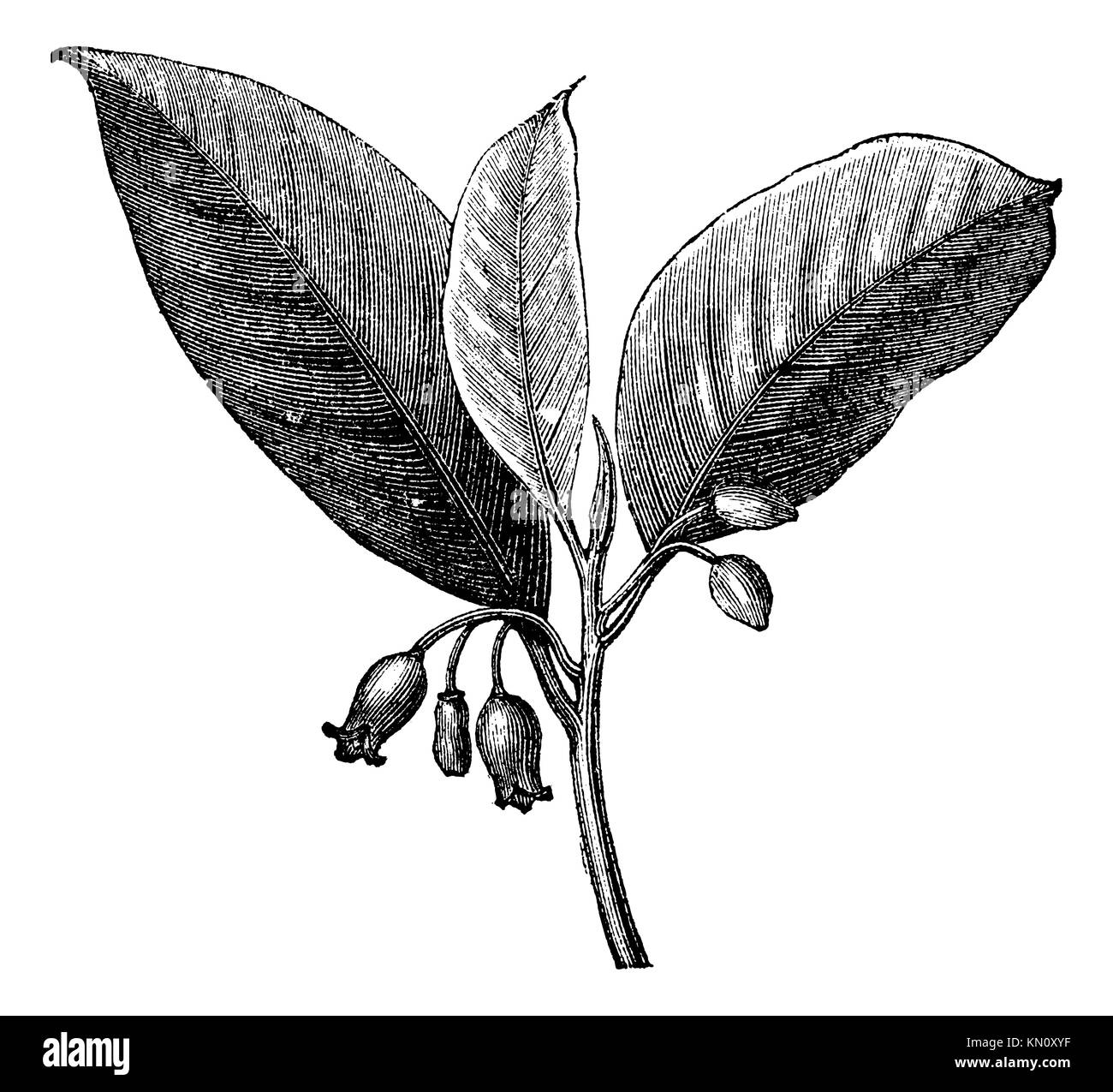 Nutmeg Plant Drawing