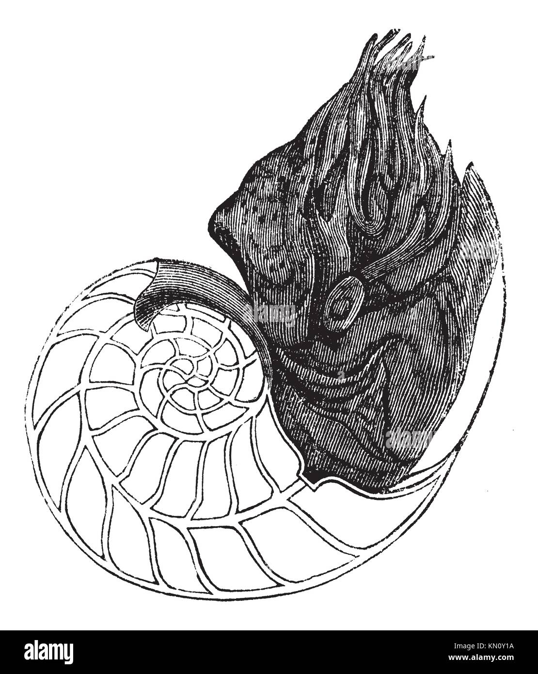 Emperor nautilus Cut Out Stock Images & Pictures - Alamy