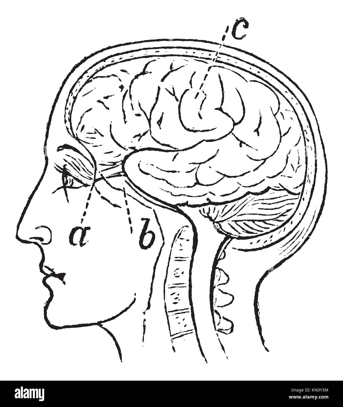 Vintage brain illustration Black and White Stock Photos & Images - Alamy