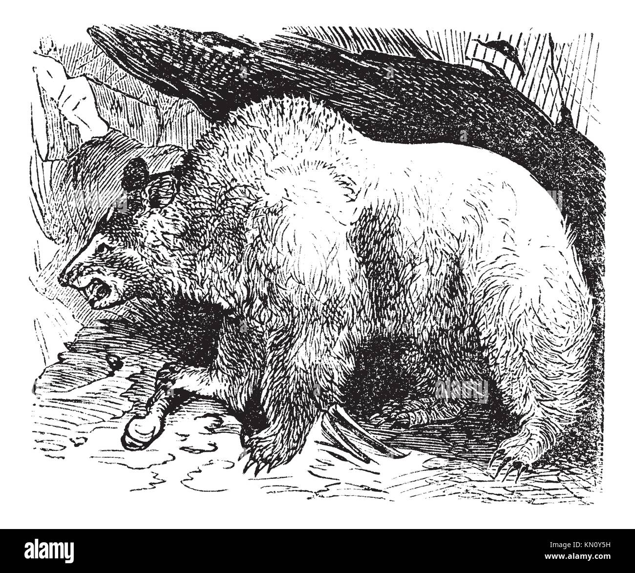 Old Ursus Cut Out Stock Images & Pictures - Alamy