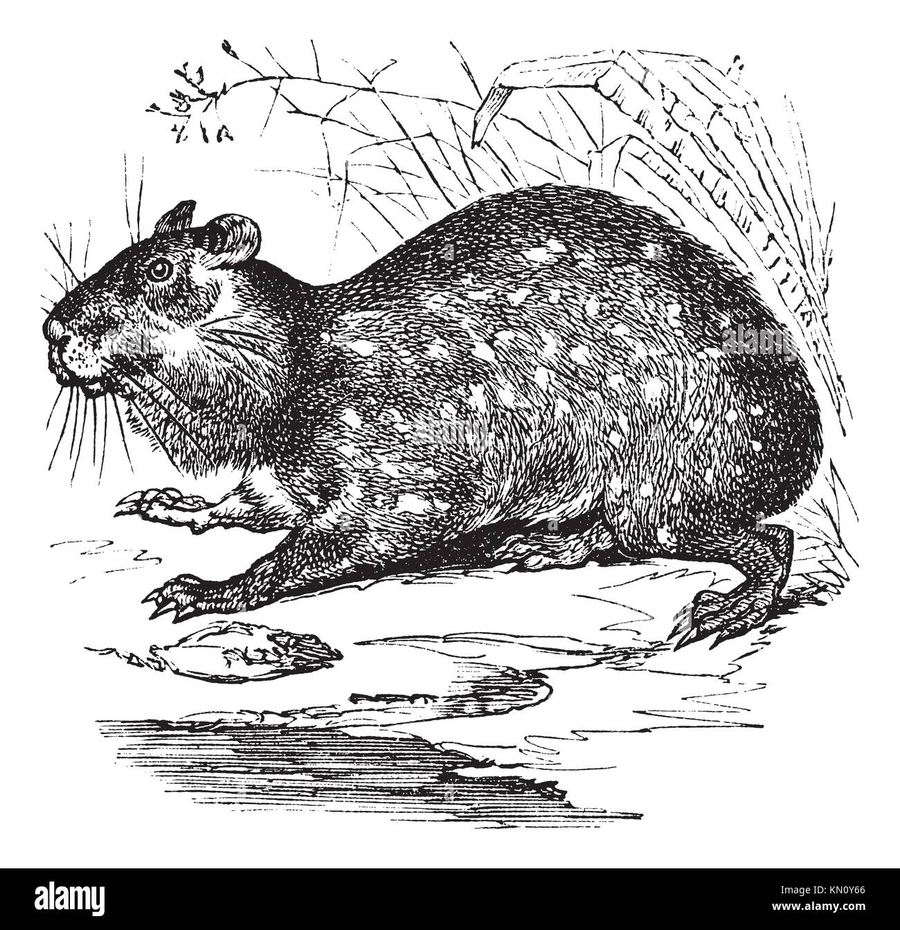 Paca Rodent High Resolution Stock Photography and Images - Alamy