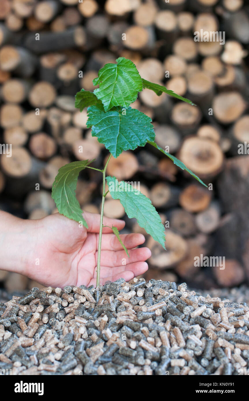 Renewable energy - young tree and wooden biomass Stock Photo - Alamy