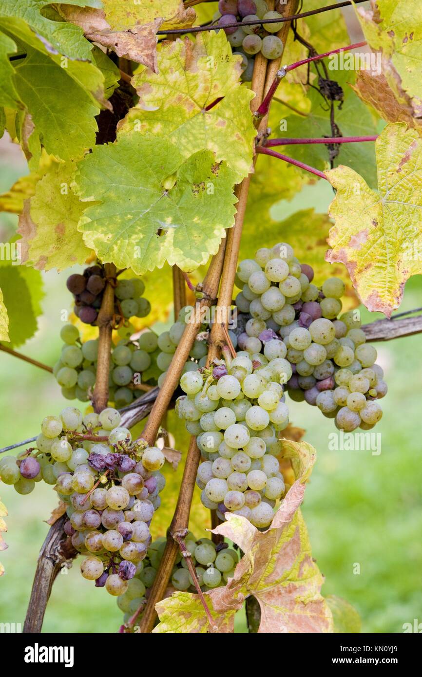 Weiser hi-res stock photography and images - Alamy