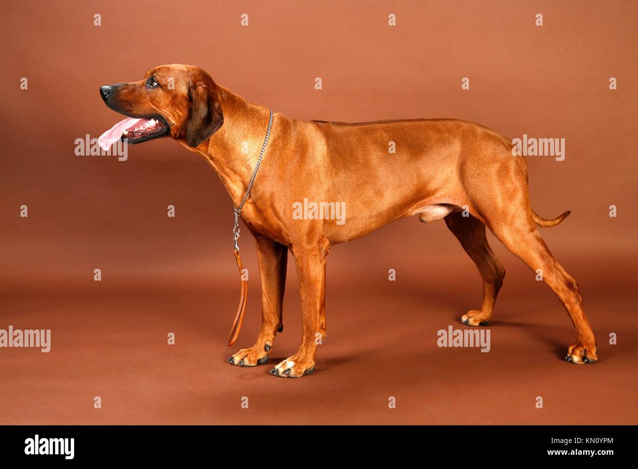 Rhodesian ridgeback africa hi-res stock photography and images - Alamy