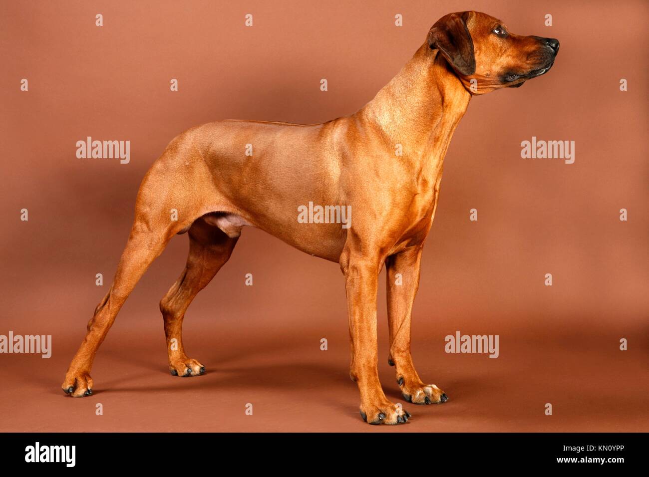 Rhodesian ridgeback africa hi-res stock photography and images - Alamy