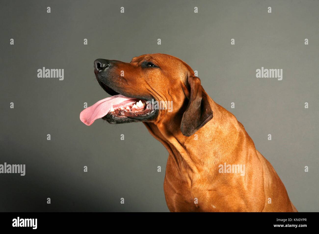 Rhodesian ridgeback africa hi-res stock photography and images - Alamy