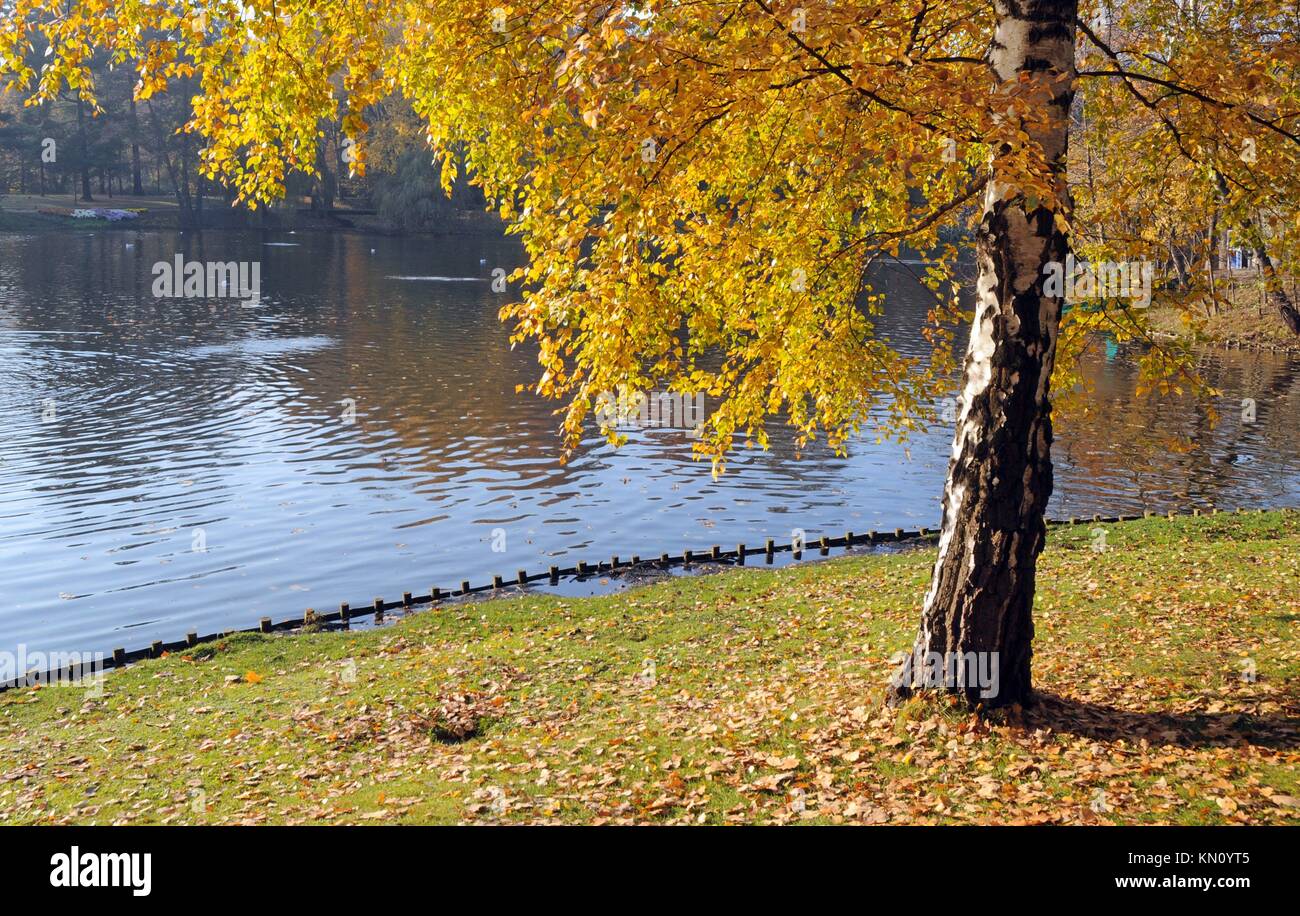yellow leaves birch tree in the Royal Baths park in Warsaw, Poland ...