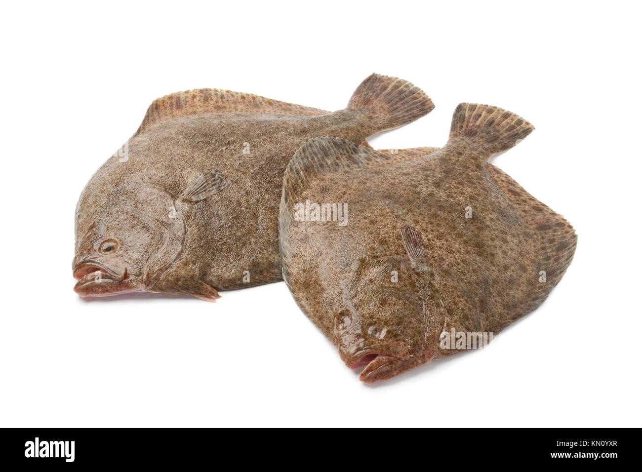 Turbot Scophthalmus Maximus High Resolution Stock Photography and ...