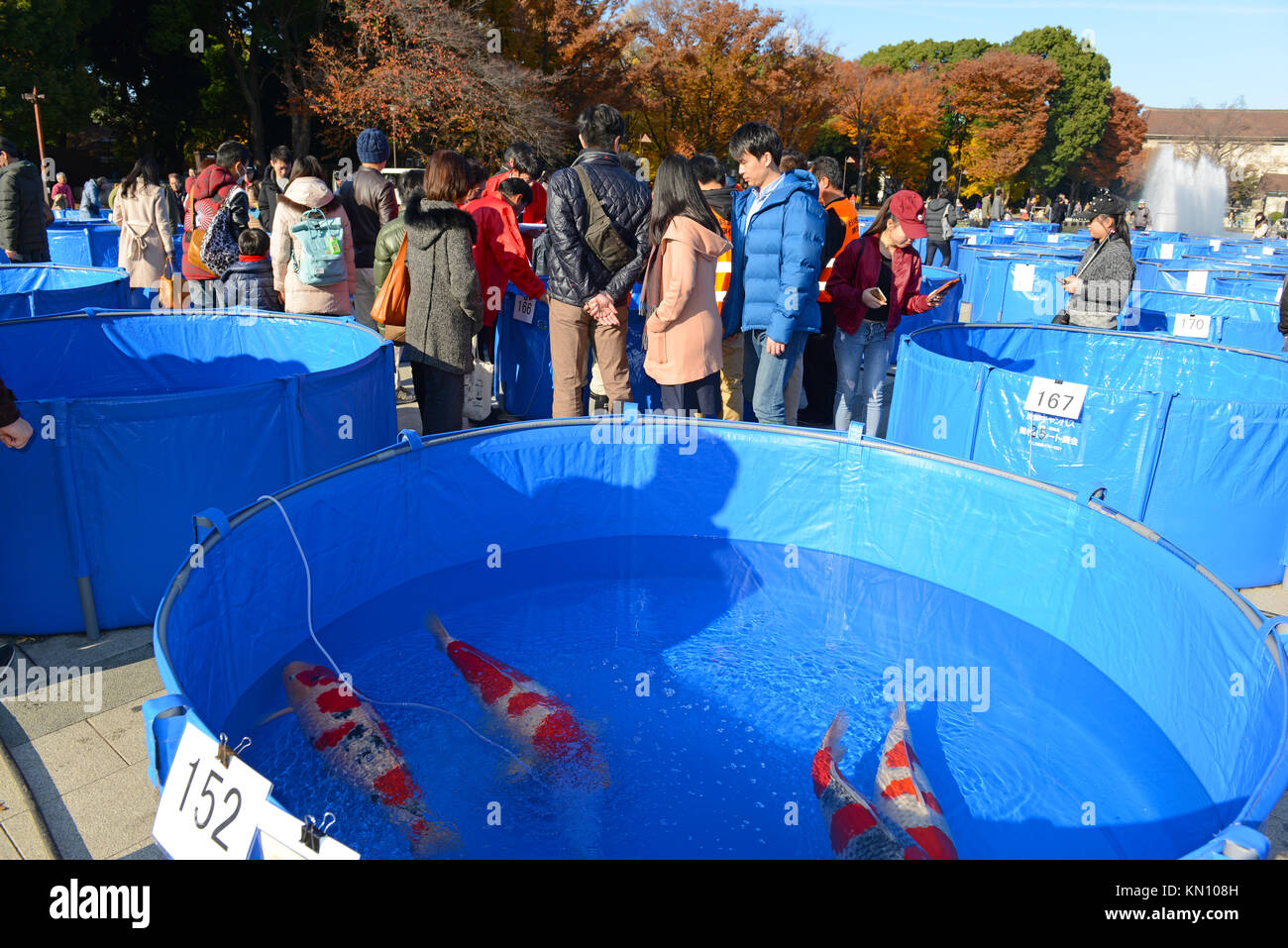 TOKYO CIRCA DECEMBER 2017. The annual Koi show in Ueno Park attracts ...