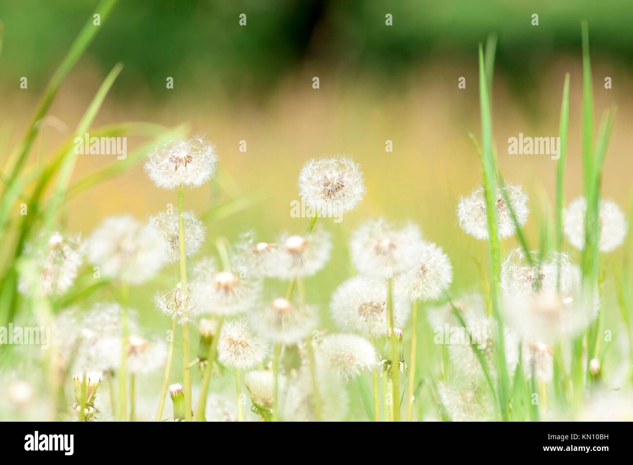 close up of dandelion flowers growing wild in the garden at spring ...