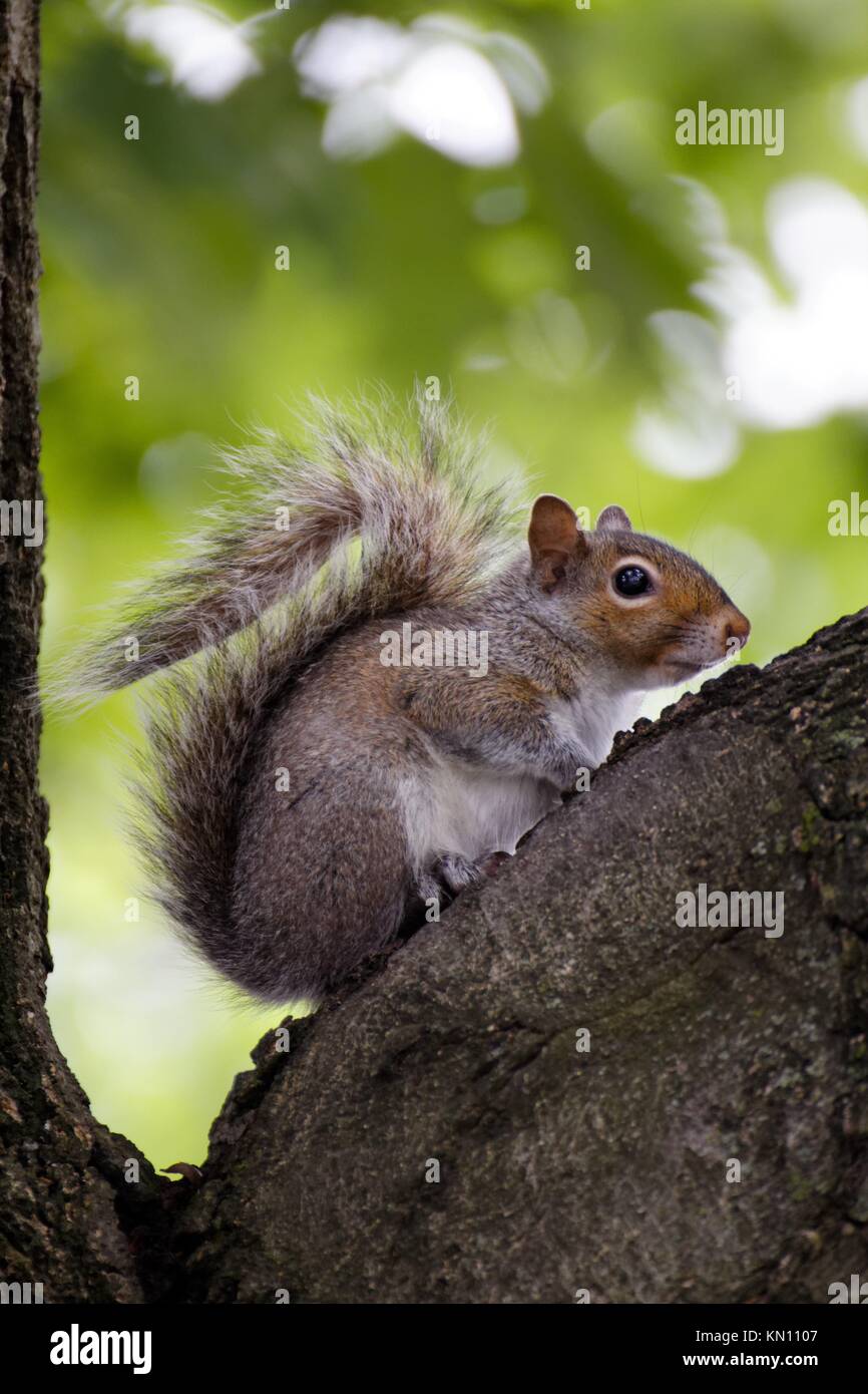 a healthy squirrel sitting on a tree before the blurry background of ...