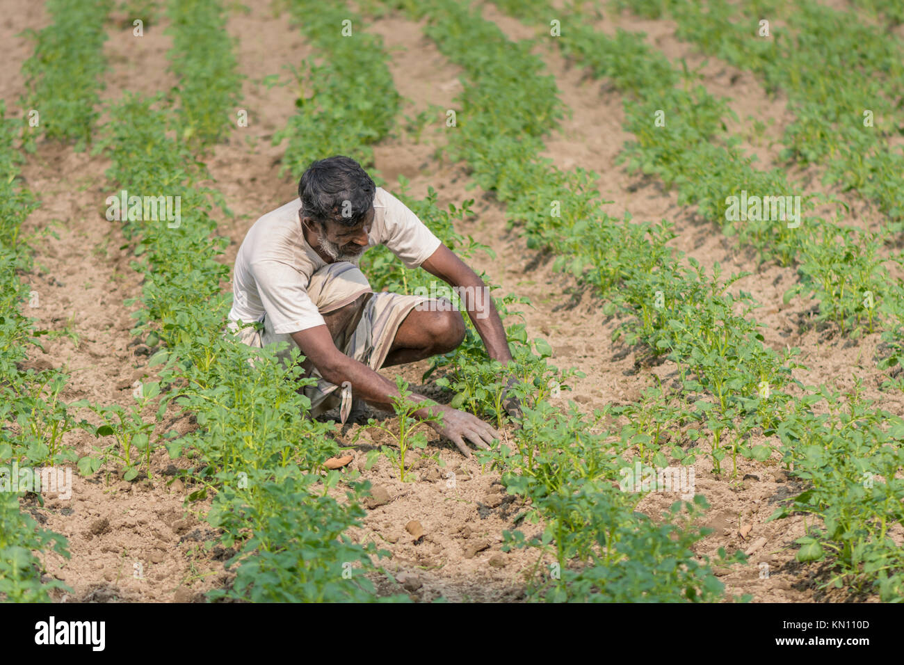 Potato grower & farmer Call center (This scenario of Bangladesh ...