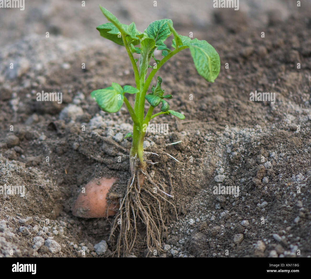 Potato grower & farmer Call center (This scenario of Bangladesh ...