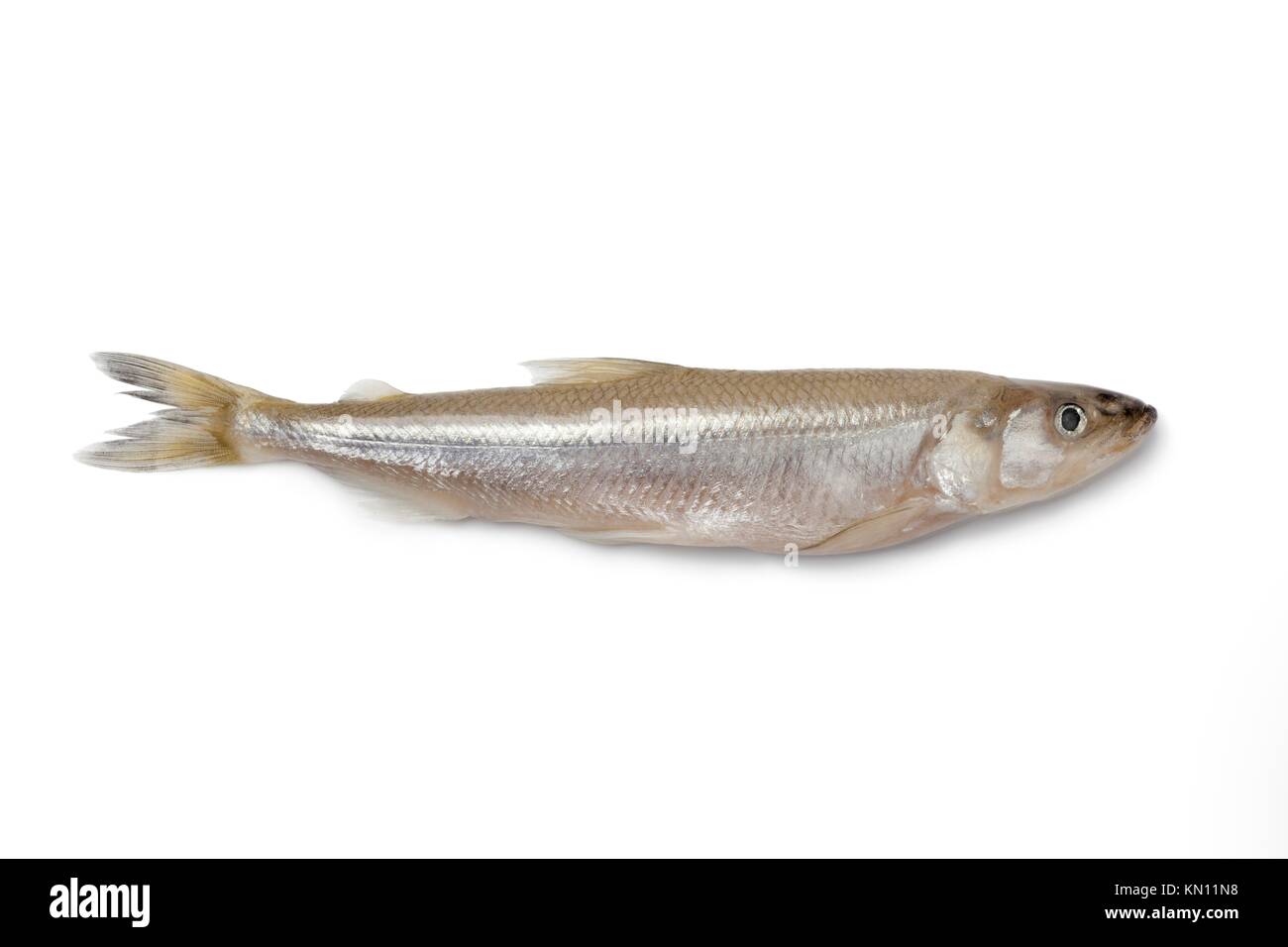 Smelt european smelt osmerus eperlanus hi-res stock photography and ...
