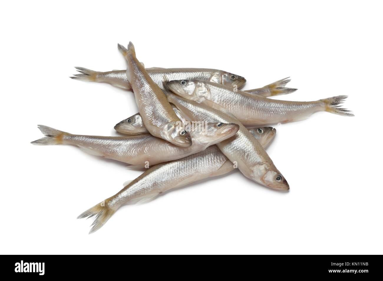 Smelt european smelt osmerus eperlanus hi-res stock photography and ...