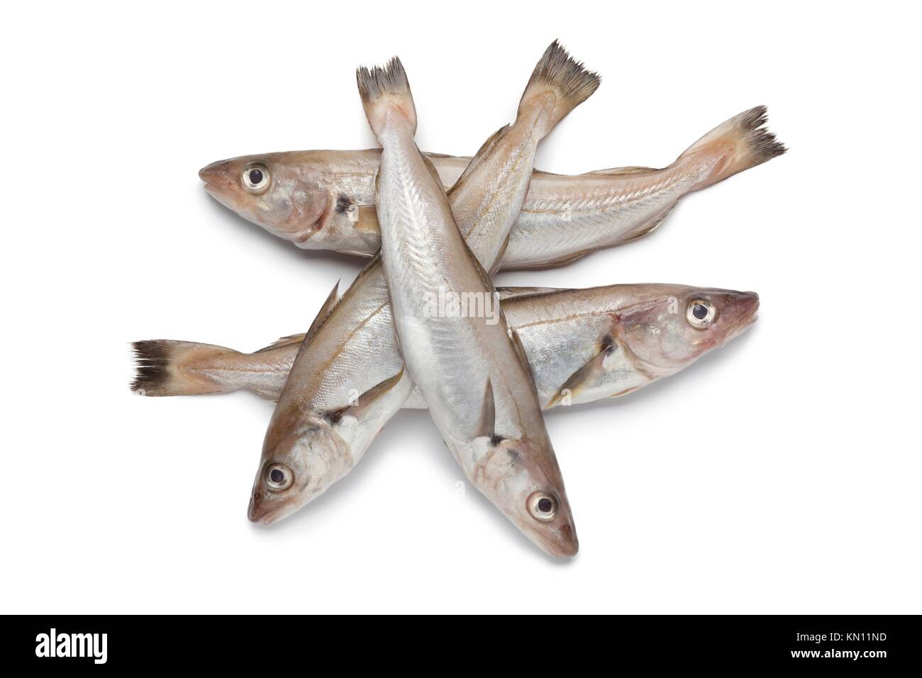 English whiting fish hi-res stock photography and images - Alamy