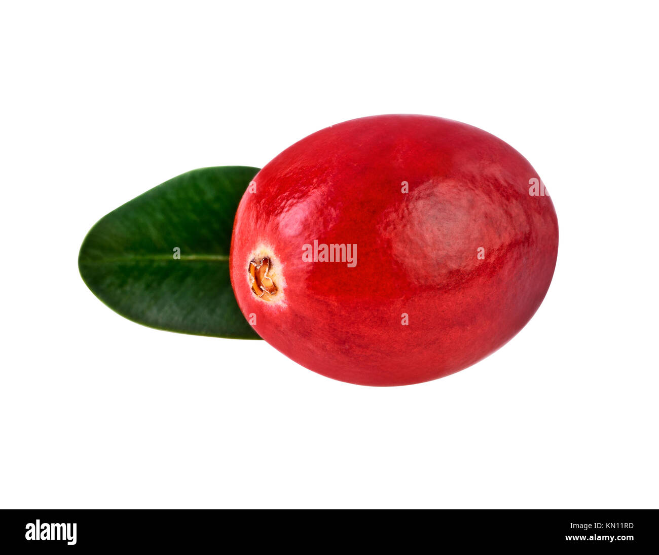 One Cranberry Fruit