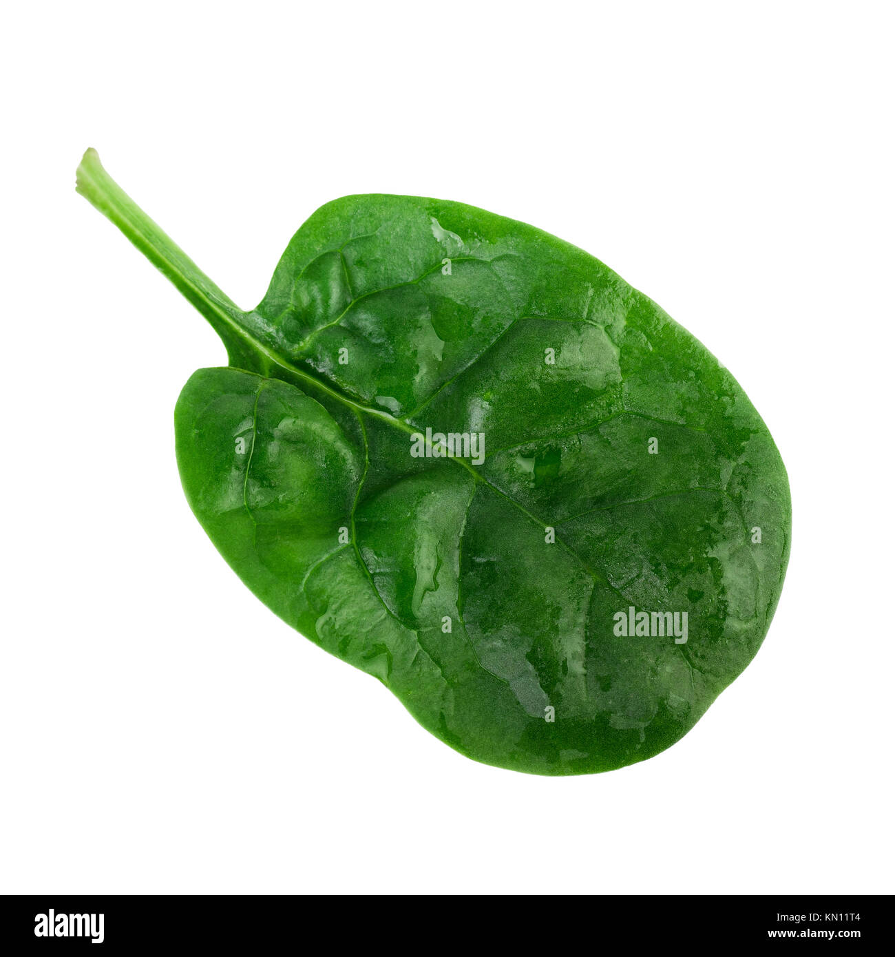 Spinach leaf. One fresh green spinach leaf isolated on white background ...