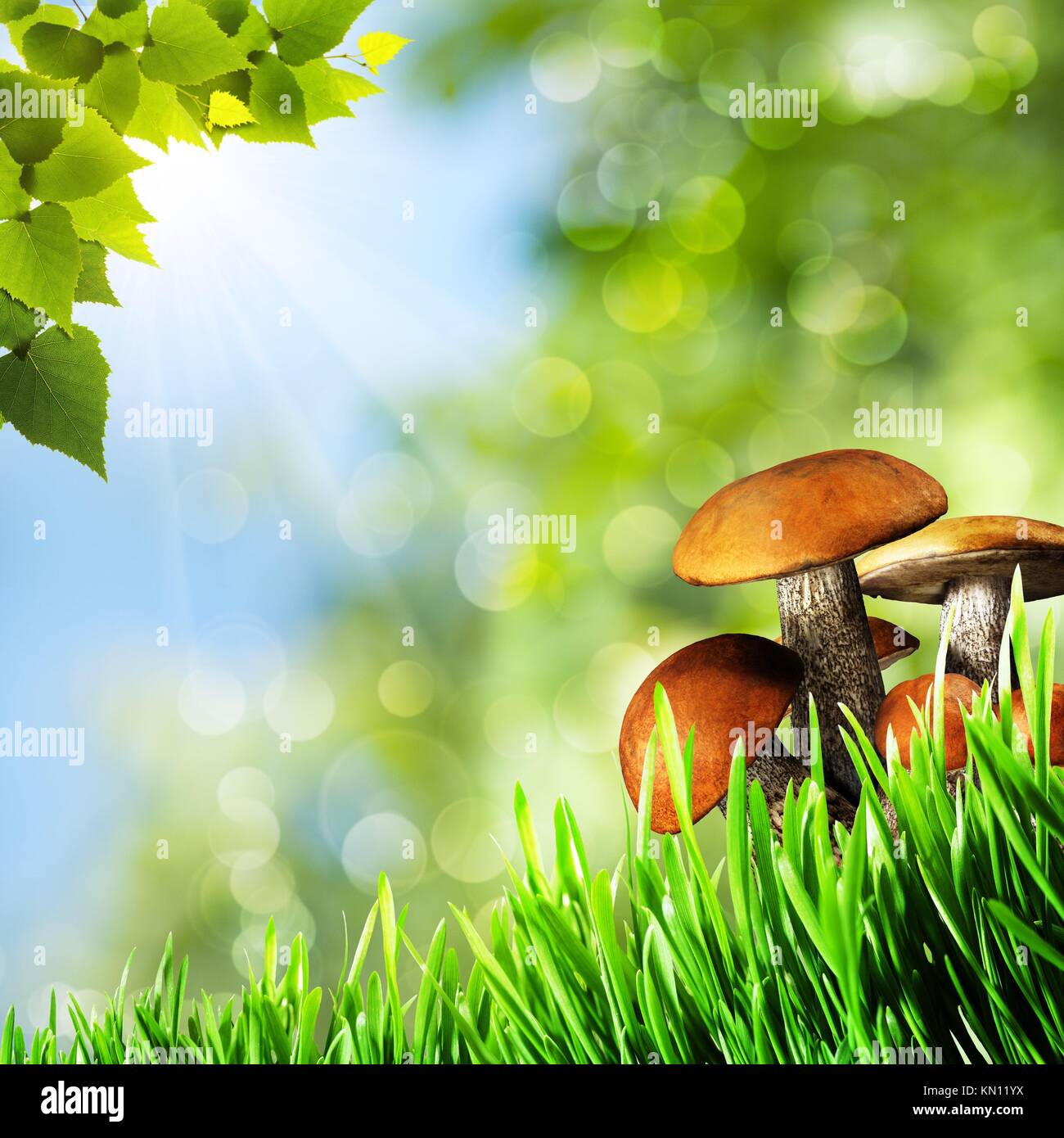 Spring came out mushrooms hi-res stock photography and images - Alamy