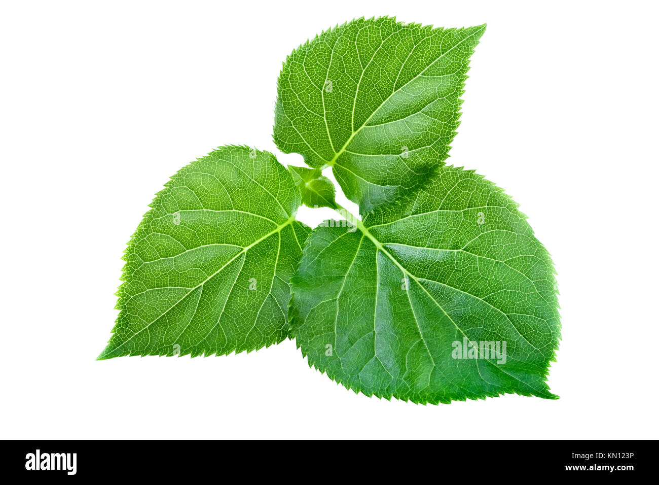 Three leaf green plant in Cut Out Stock Images & Pictures - Alamy