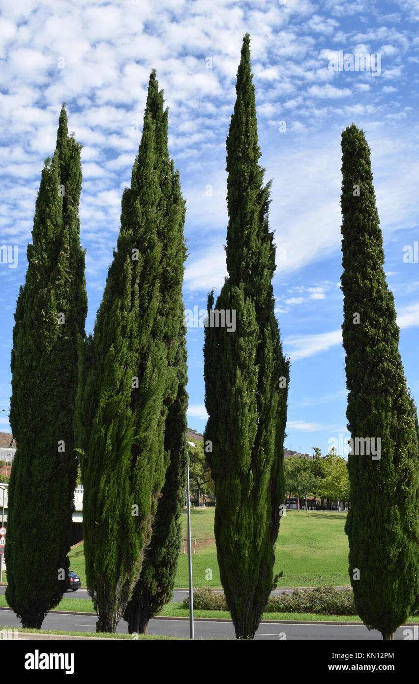 Palms and cypress trees hi-res stock photography and images - Alamy