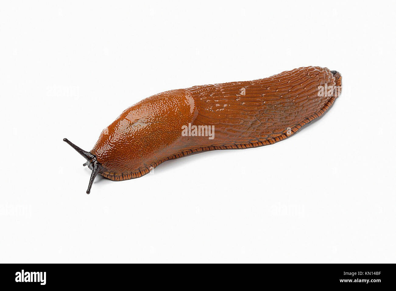 Single slug on white background Stock Photo - Alamy