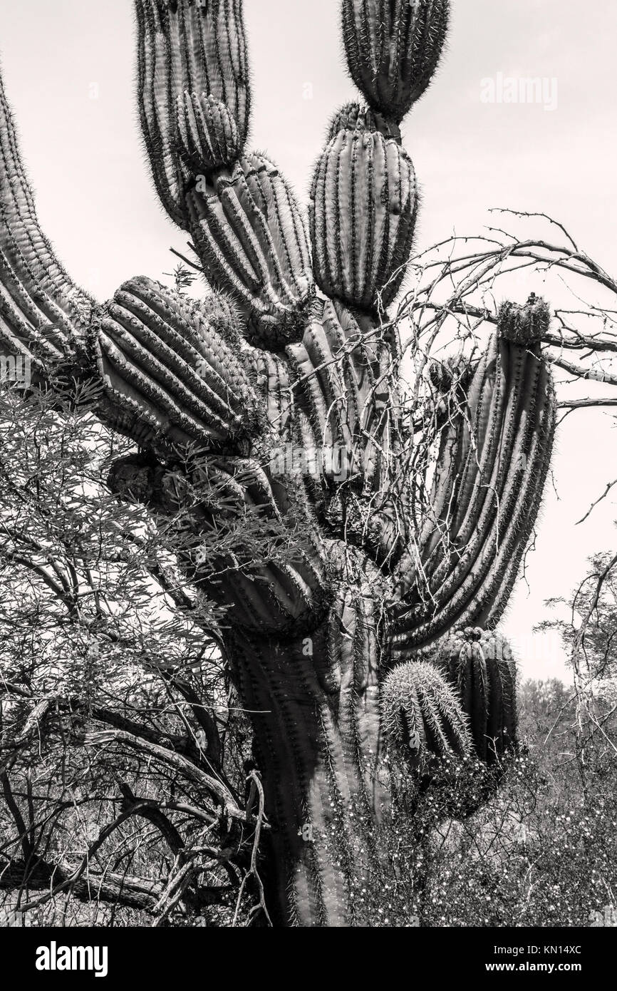 Strange Cactus Stock Photos & Strange Cactus Stock Images - Alamy
