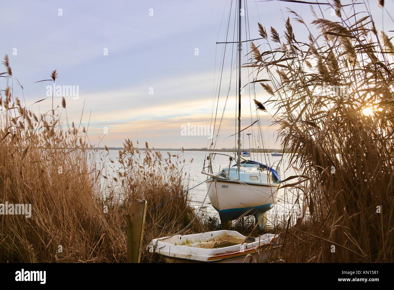 Sailing dinghy Brio aground and sheltered in a reed bed by the River ...