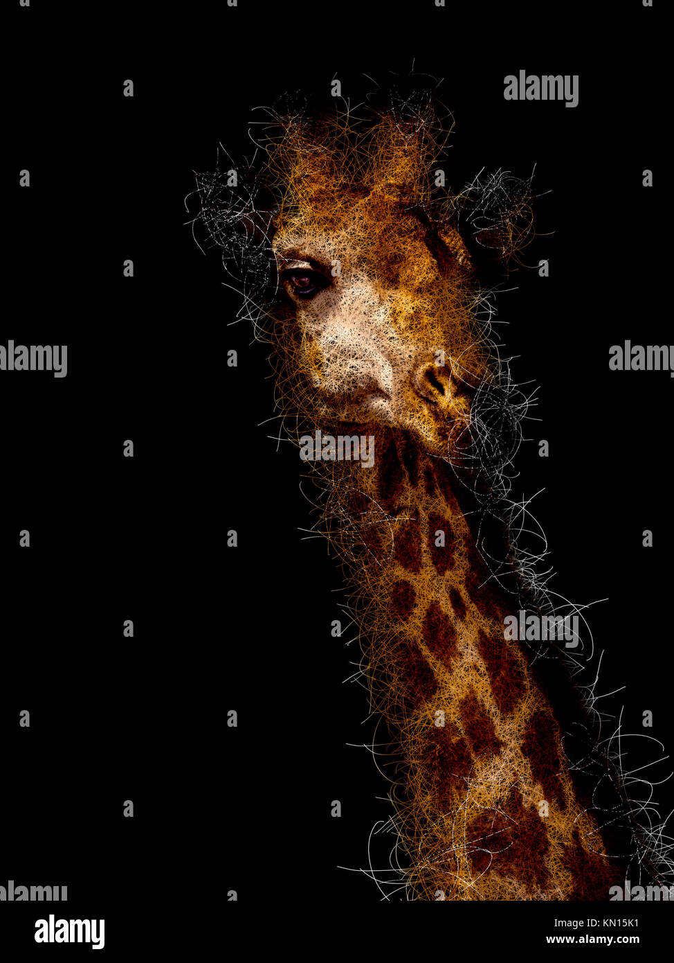 Giraffe pen drawing hi-res stock photography and images - Alamy