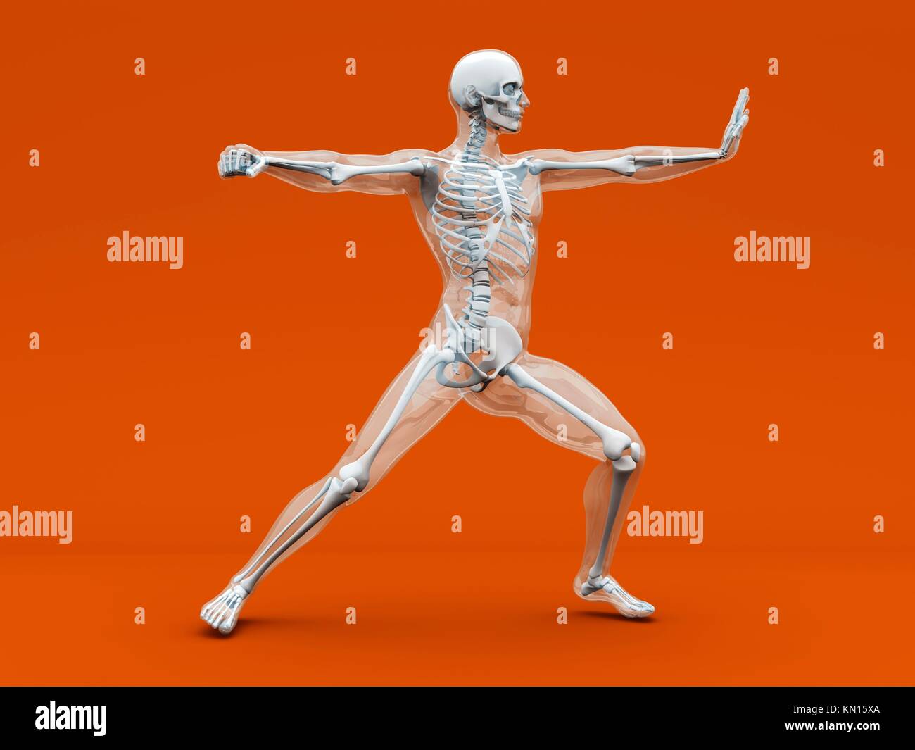 A medical visualisation of human anatomy 3D rendered Illustration Stock ...