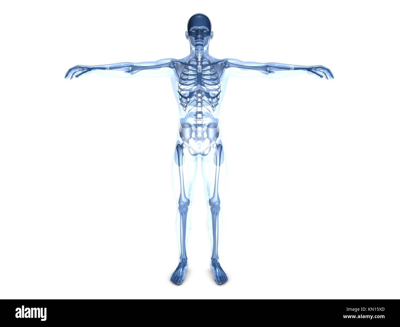Human Body Anatomy Illustration High Resolution Stock Photography and ...