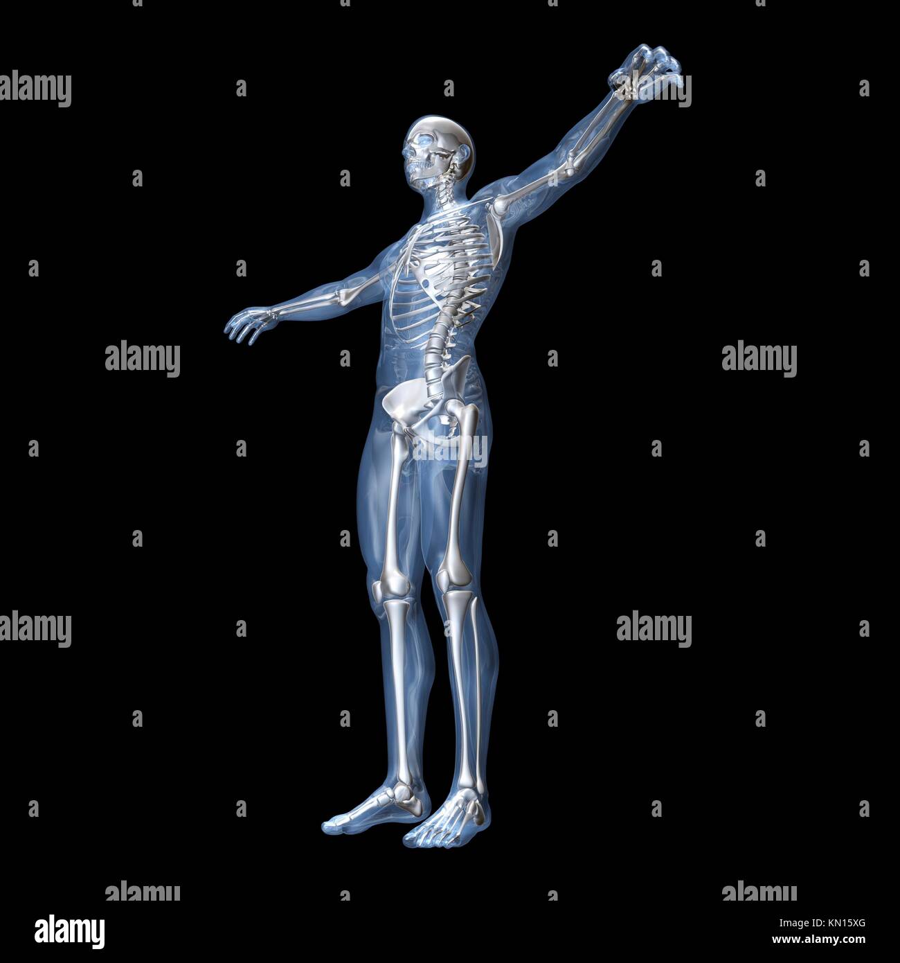 Digital Visualization Human Anatomy High Resolution Stock Photography ...