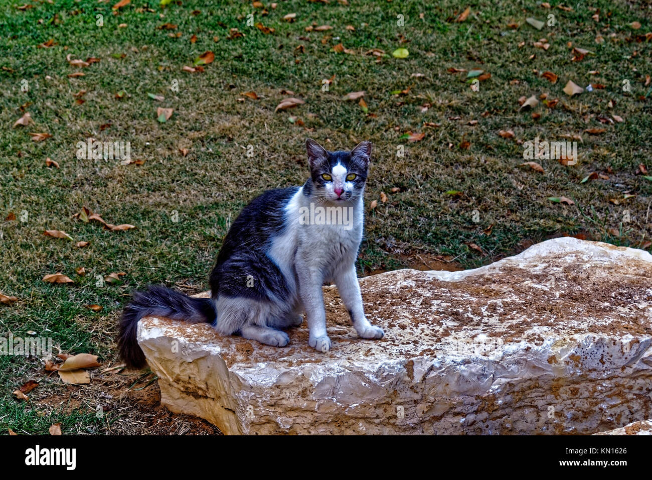 strong white black and grey cat on a white rock with a grass and dry ...