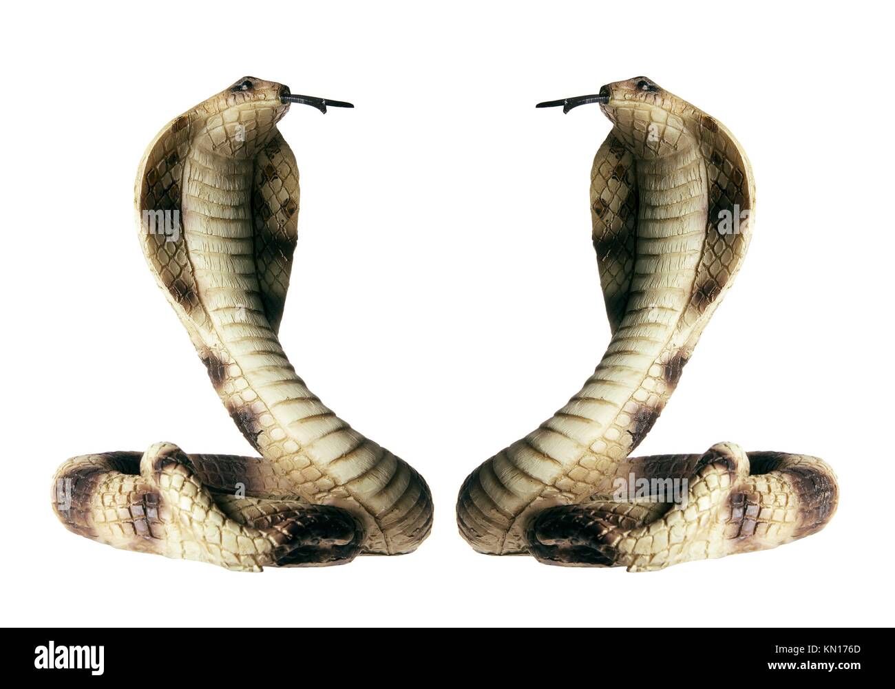 Cobra snake coil reptile hi-res stock photography and images - Alamy