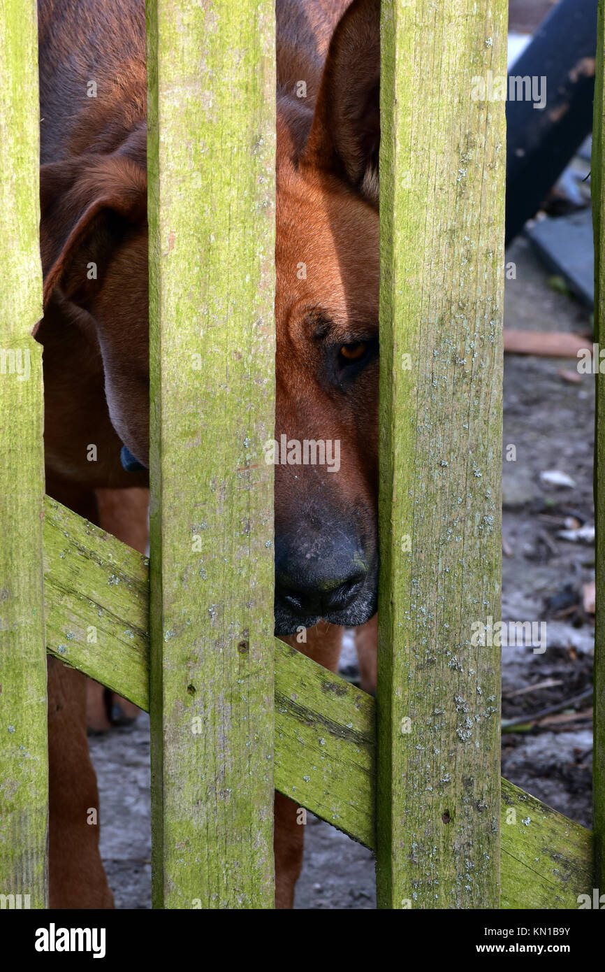 a large dog looking through the slats or wooden bars on a garden gate ...