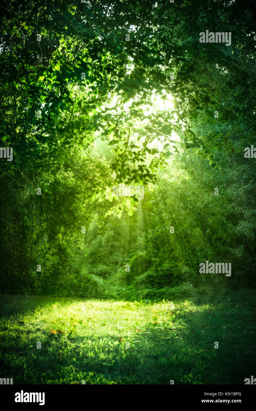 Sunlight shining through trees in woods Stock Photo - Alamy