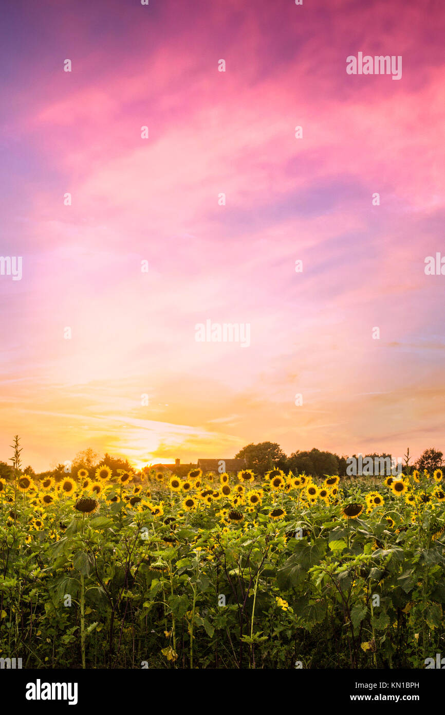 Landscape with sunflowers under colorful sunset Stock Photo - Alamy