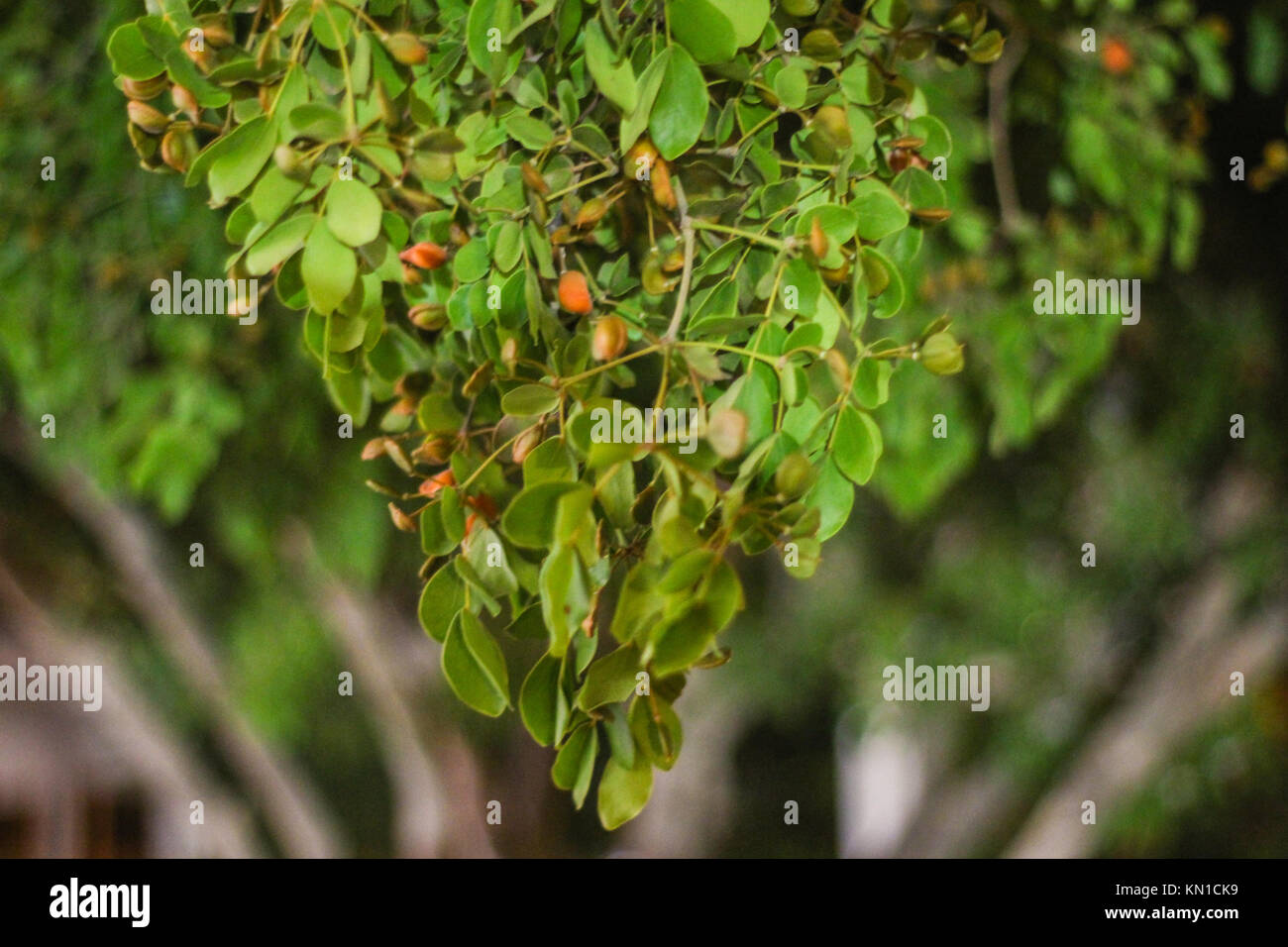 Frankincense leaves used as aromatic resins and wallpapers green leaves ...