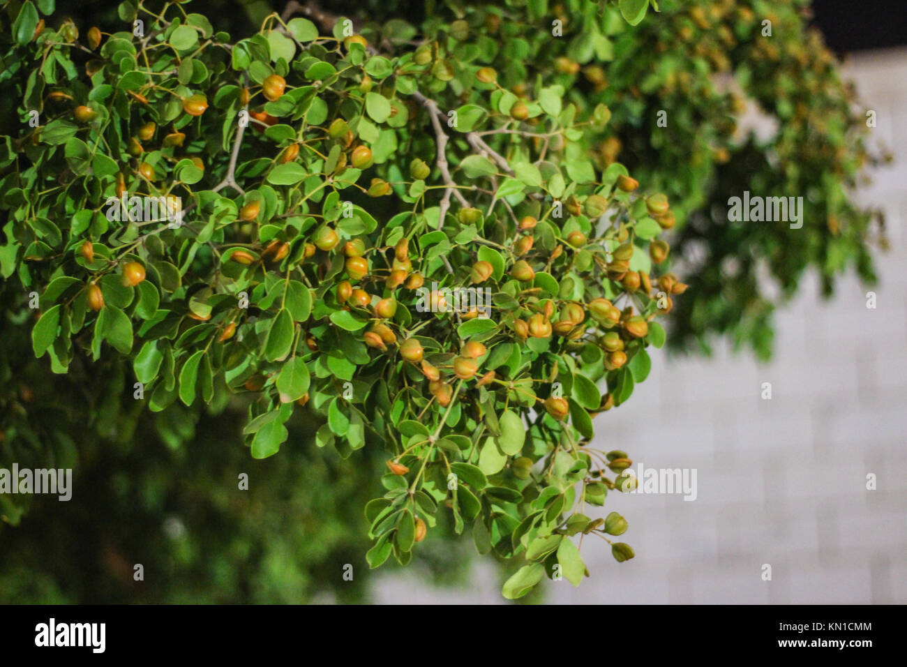 Frankincense leaves used as aromatic resins and wallpapers green leaves ...