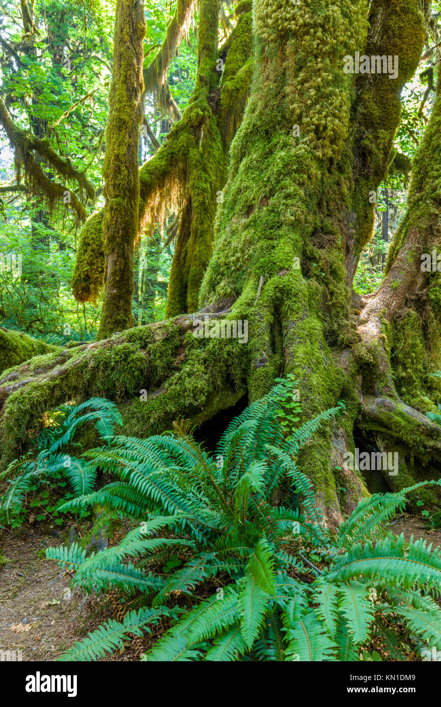Ferns and moss hi-res stock photography and images - Alamy