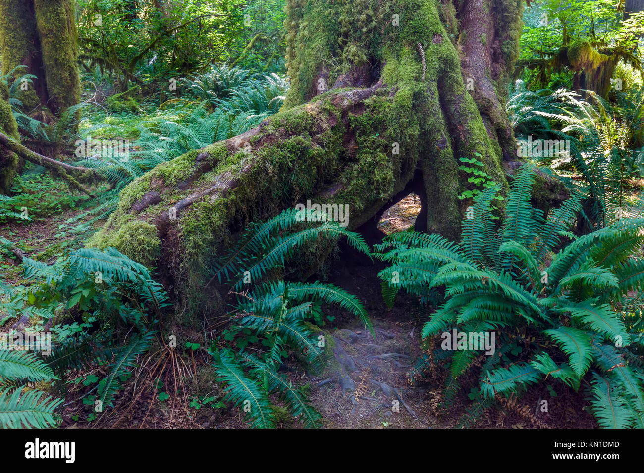Washington State Ferns High Resolution Stock Photography and Images - Alamy